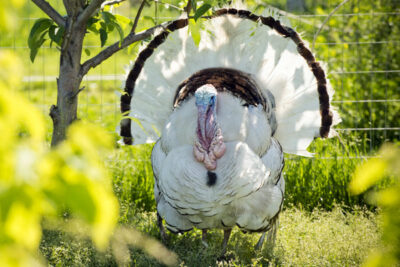 Royal Palm Turkey - Breed Profile - Backyard Poultry